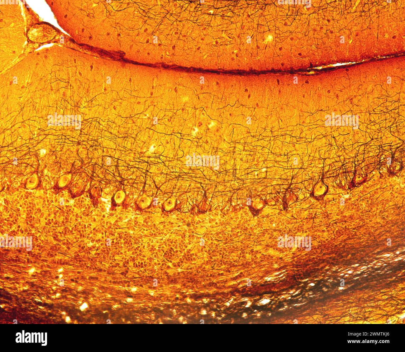 Cerebellar cortex, light micrograph Stock Photo - Alamy