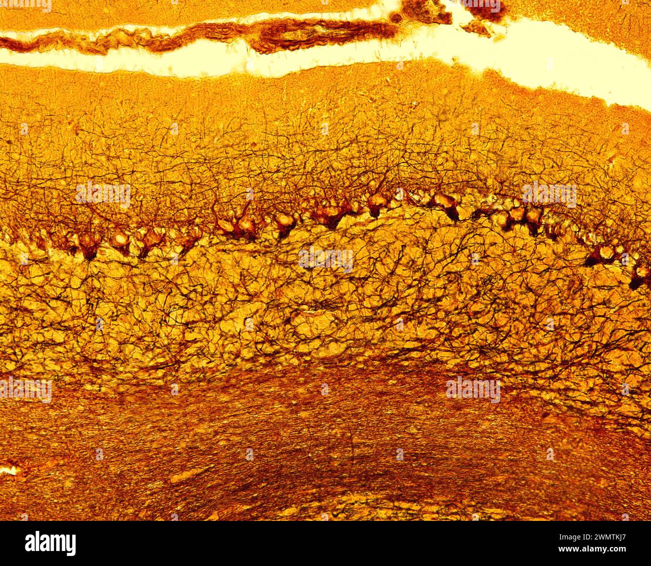 Cerebellar cortex, light micrograph Stock Photo - Alamy