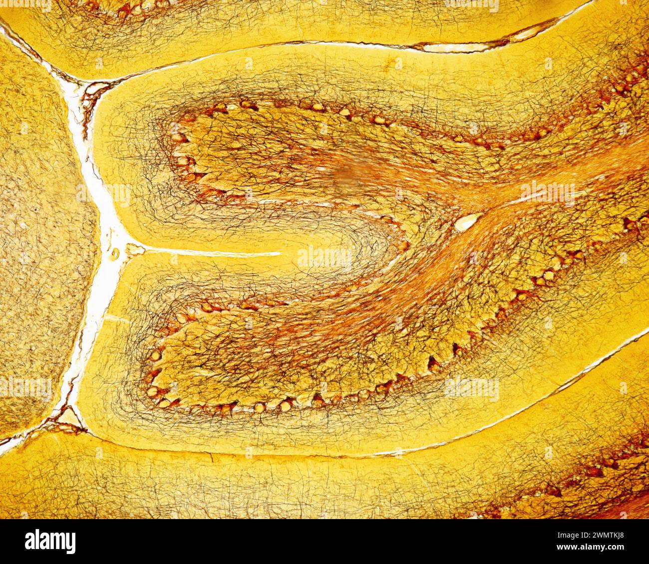 Cerebellar cortex, light micrograph Stock Photo - Alamy