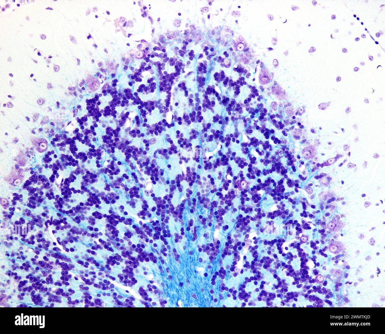 Cerebellar cortex, light micrograph Stock Photo - Alamy