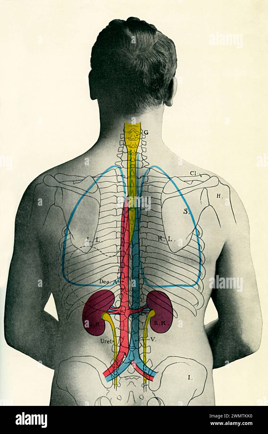 Topography of the kidneys, illustration Stock Photo - Alamy