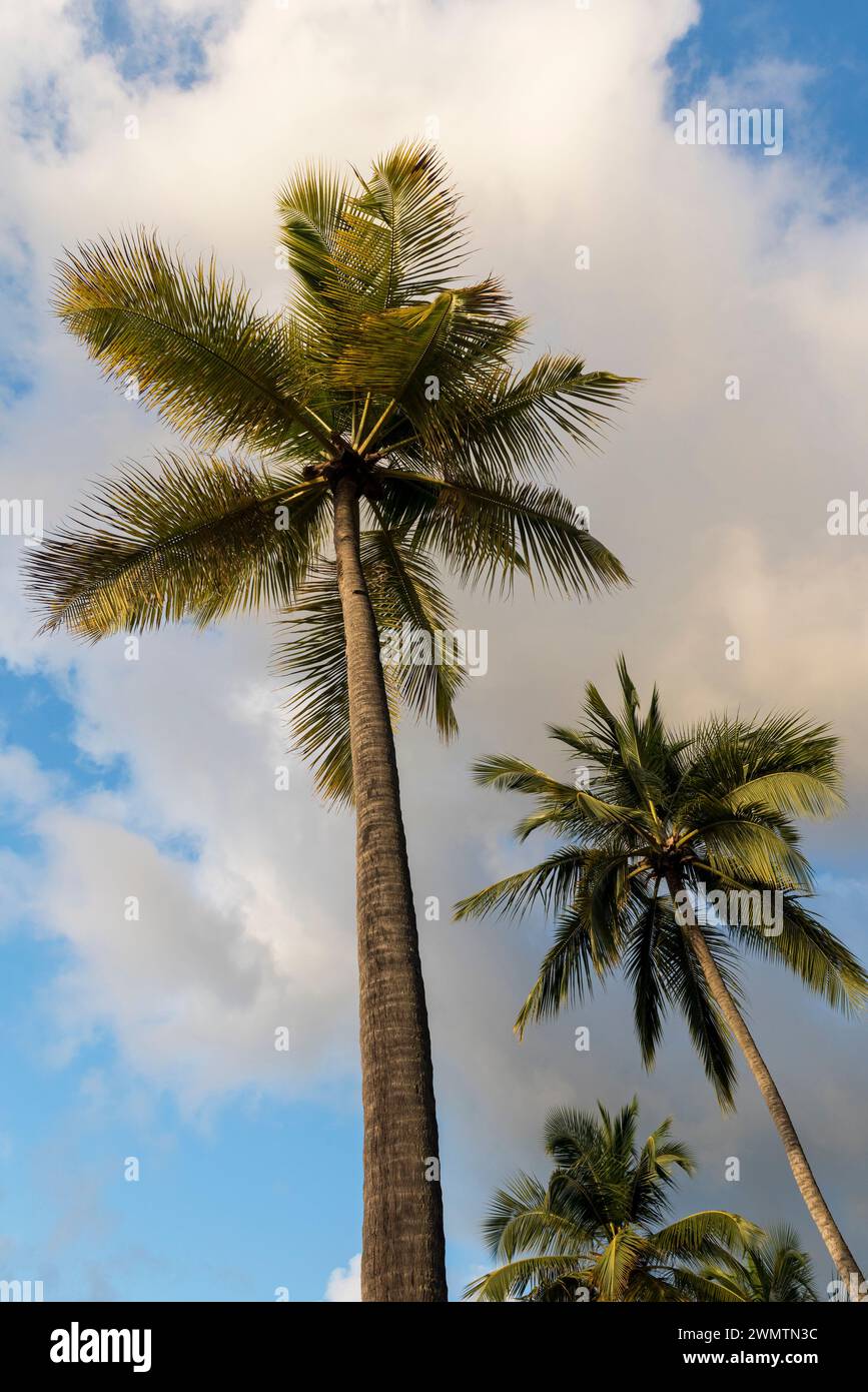 Dramatic cloud backdrop for these tropical Palm Trees that are located ...