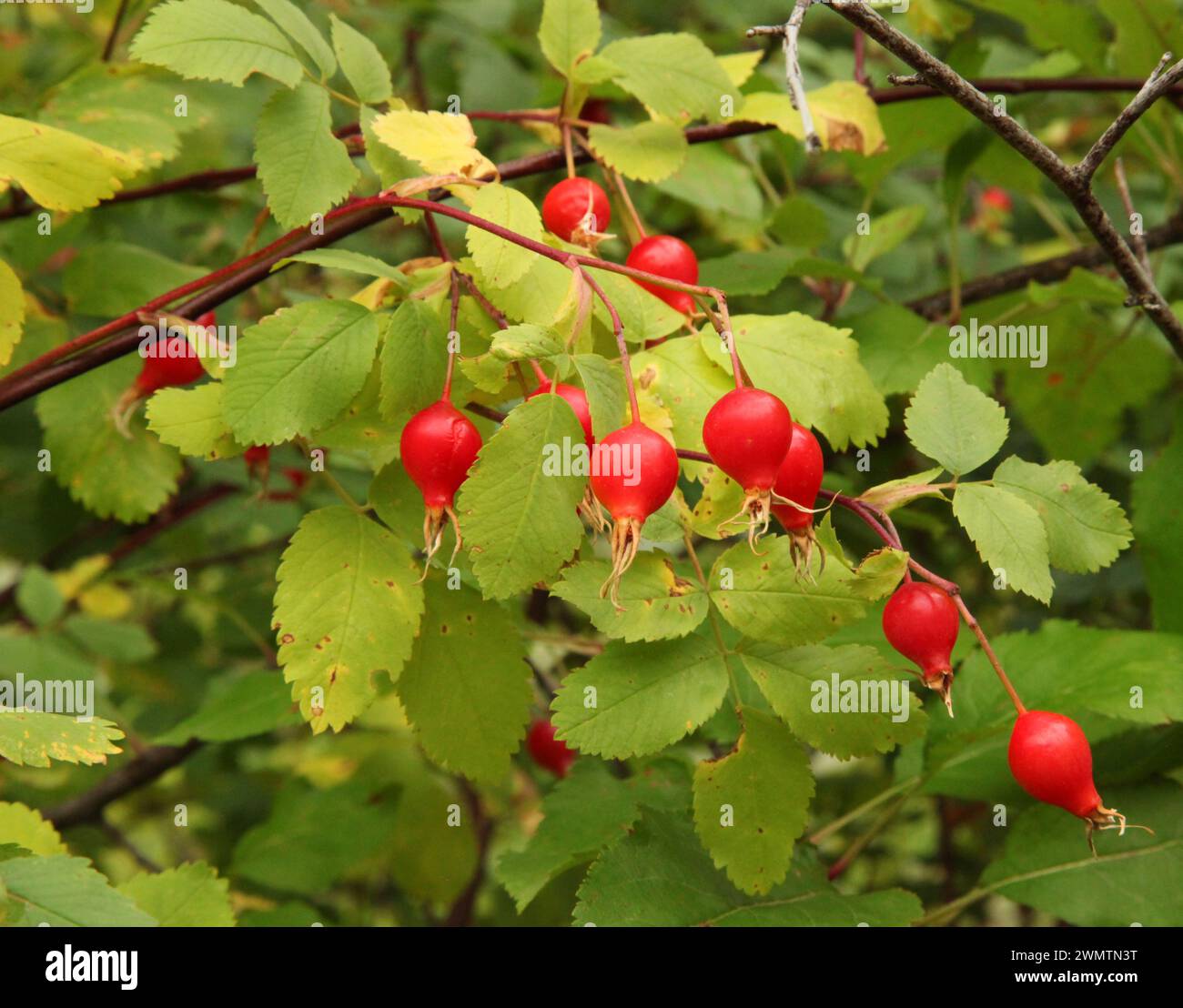 Blue mountains oregon hi-res stock photography and images - Alamy
