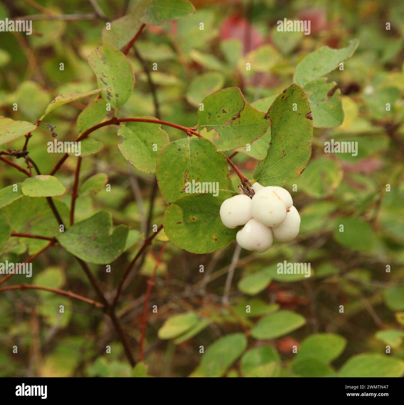 Cluster of white Snowberries (Symphoricarpos) on a bush in Blue ...