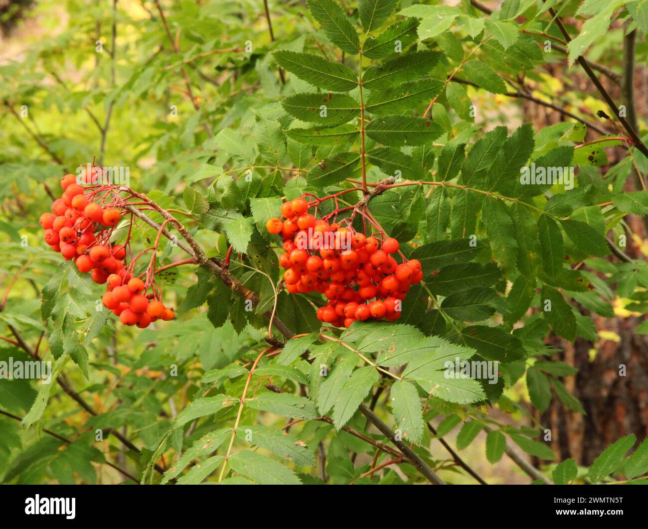 Clusters of orange Western Mountain Ash (Sorbus scopulina) berries in ...