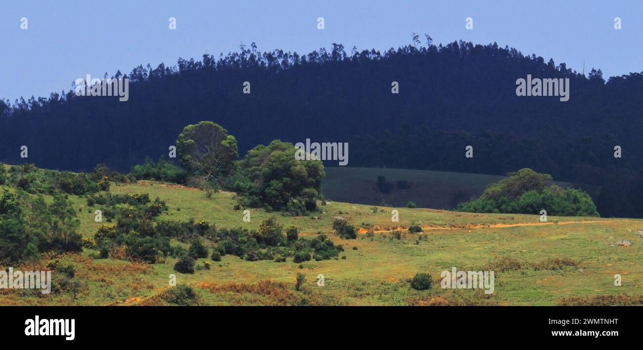 Western ghats pine forest hi-res stock photography and images - Alamy