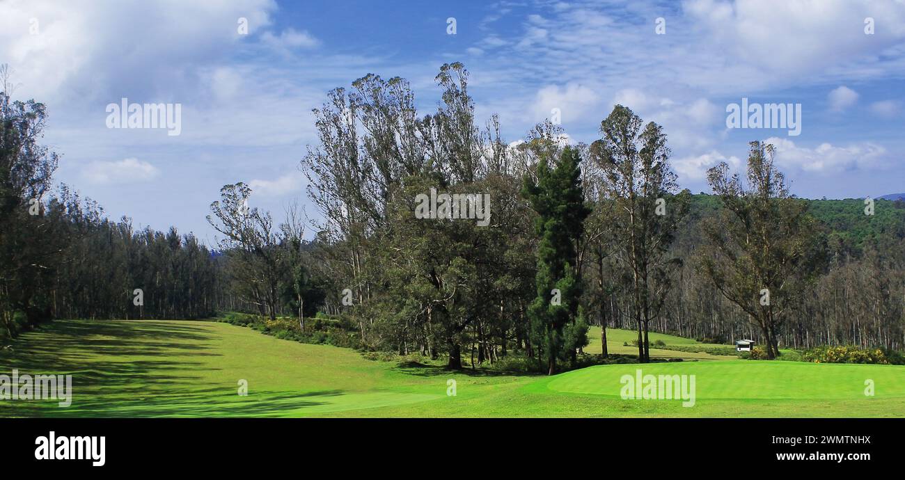 lush green meadows, pine forest and rolling landscape of nilgiri ...