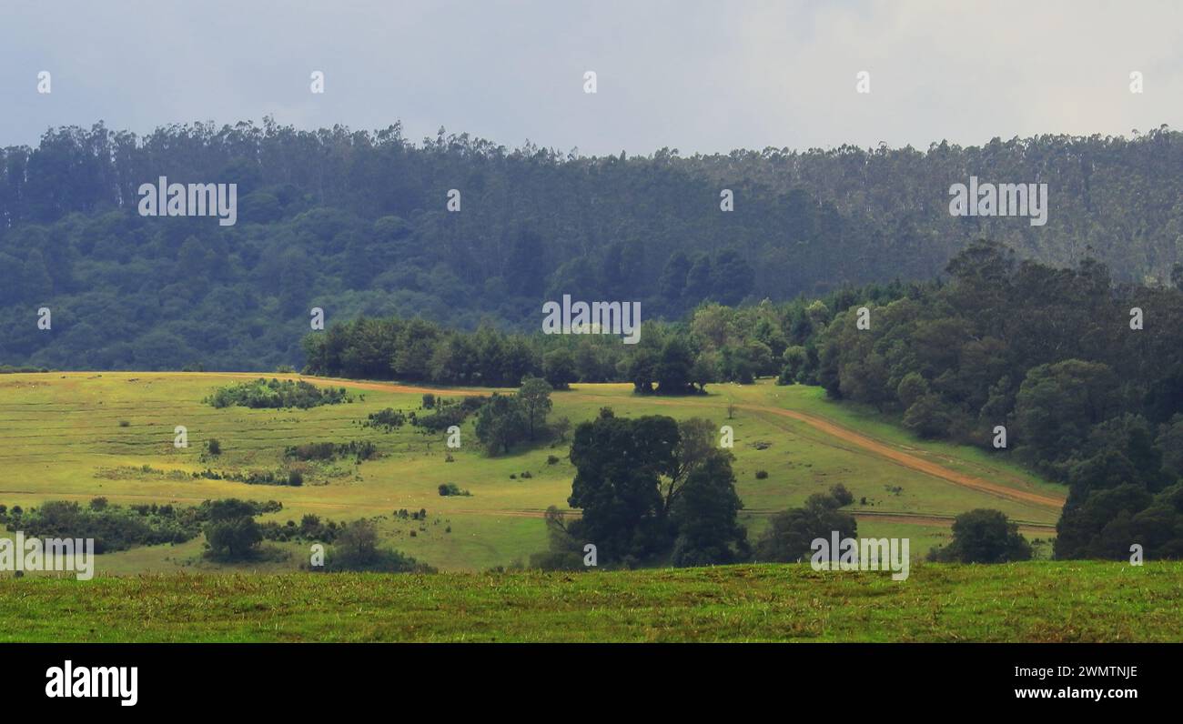 Western ghats pine forest hi-res stock photography and images - Alamy