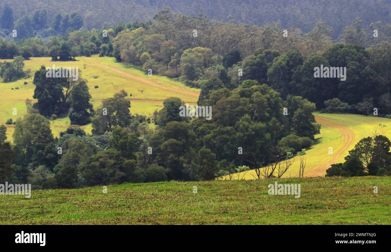 lush green meadows, pine forest and rolling landscape of nilgiri ...