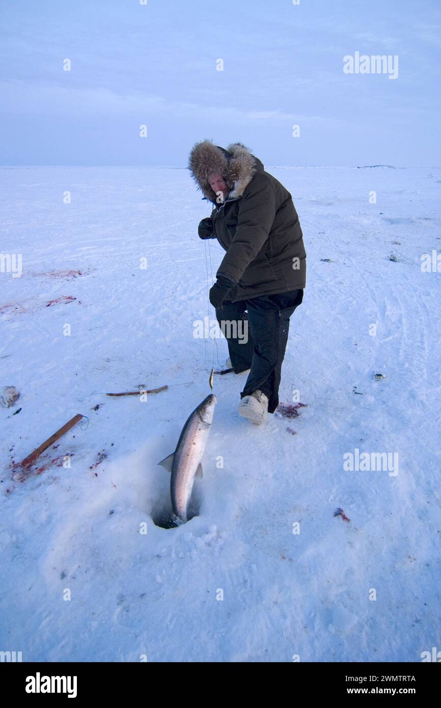Tim Cook Alaskan guide ice fishing for sheefish on Kotzebue sound ...