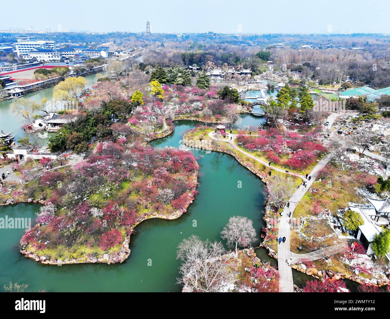Aerial photo shows blooming plum blossoms at Slender West Lake scenic ...