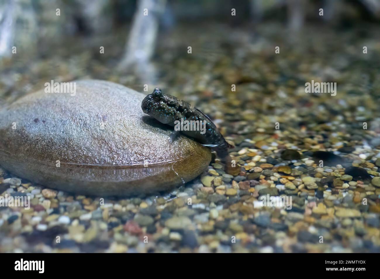 Mudskipper animal hi-res stock photography and images - Alamy