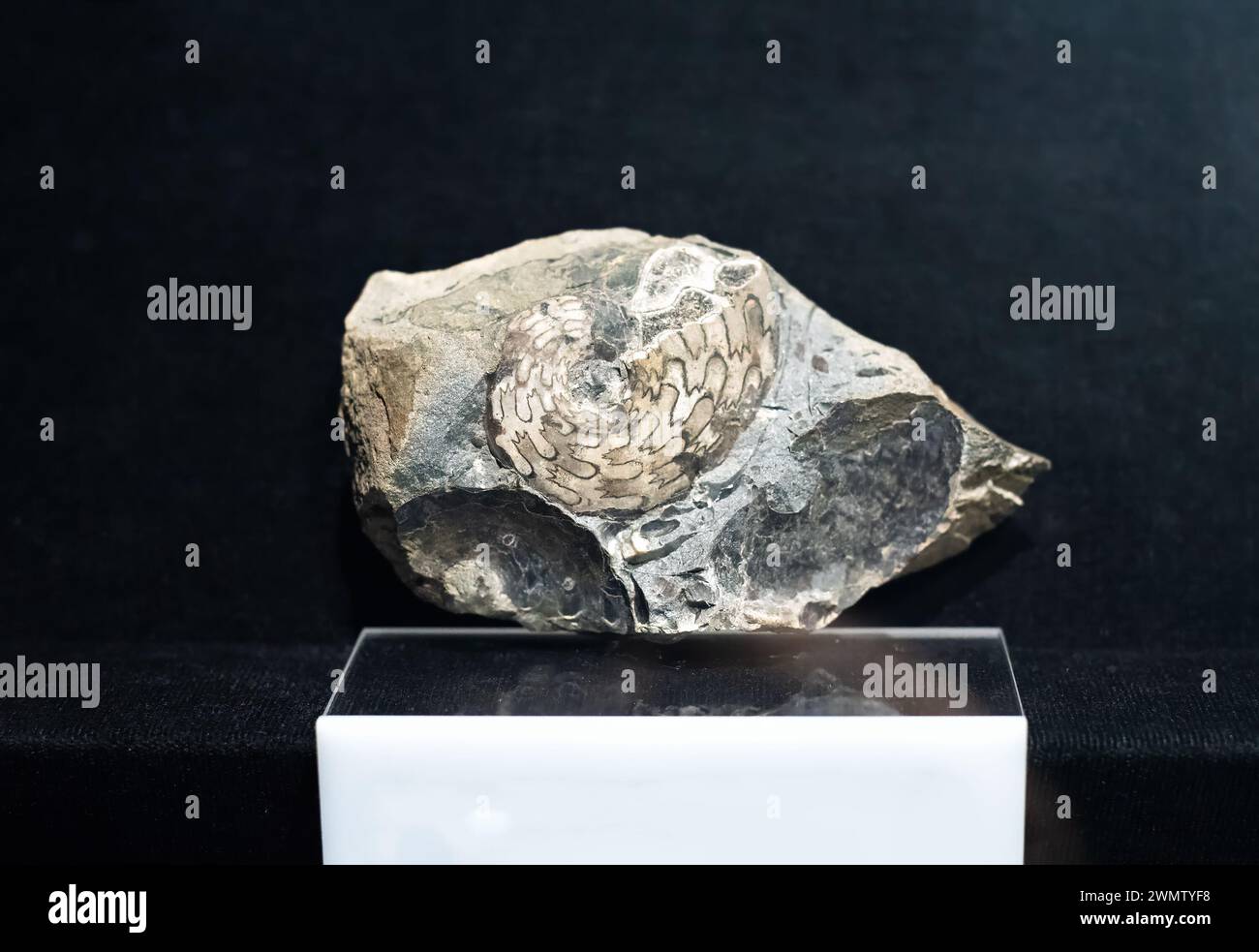 Arctoceras hi-res stock photography and images - Alamy