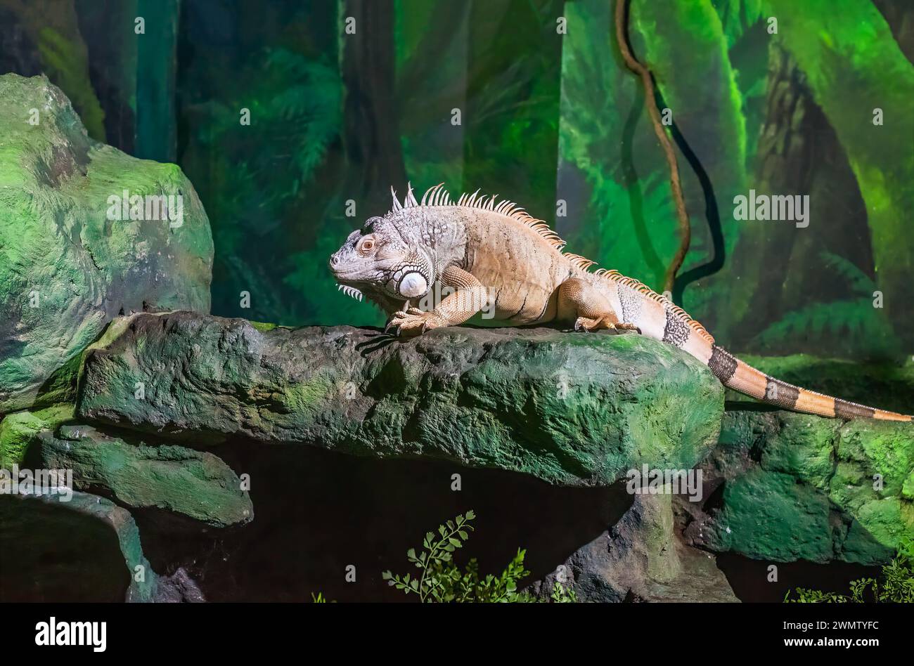 the green iguana, also known as the American iguana or the common green ...