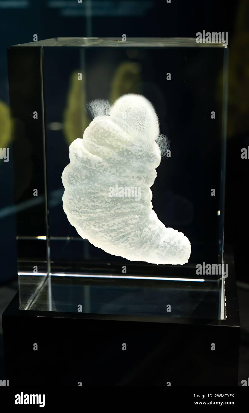 Sipuncula worm hi-res stock photography and images - Alamy