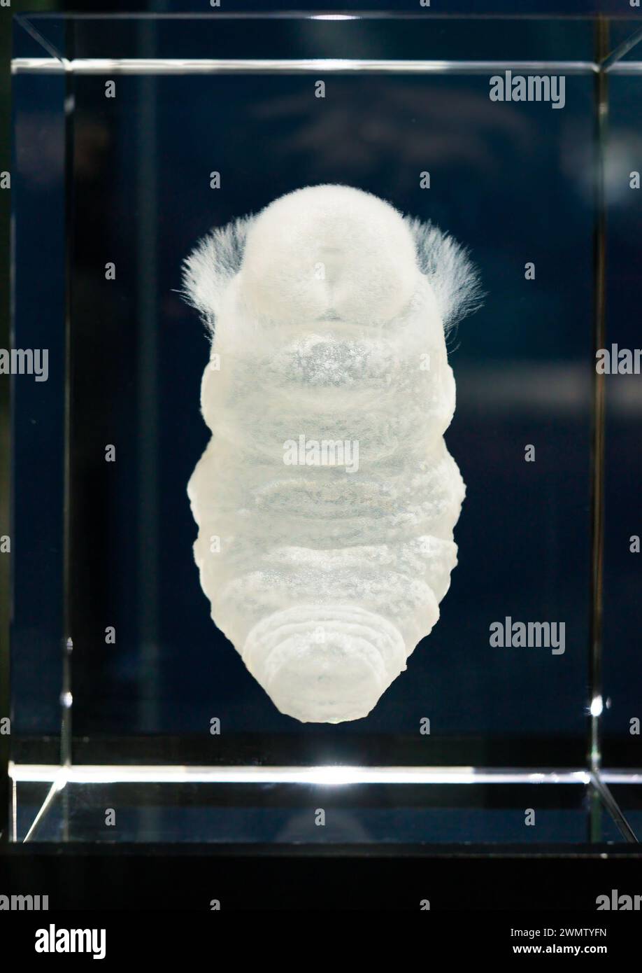 Sipunculid (peanut worm) pelagosphera larva close up Stock Photo - Alamy