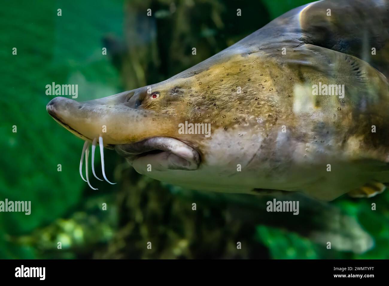 The kaluga (Huso dauricus), also known as the river beluga close up ...