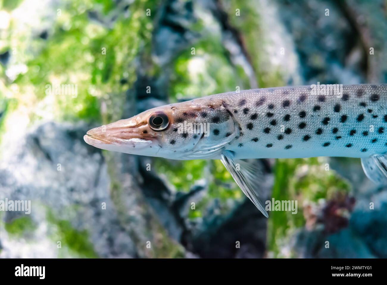 The Amur pike (Esox reichertii), also known as the blackspotted pike ...