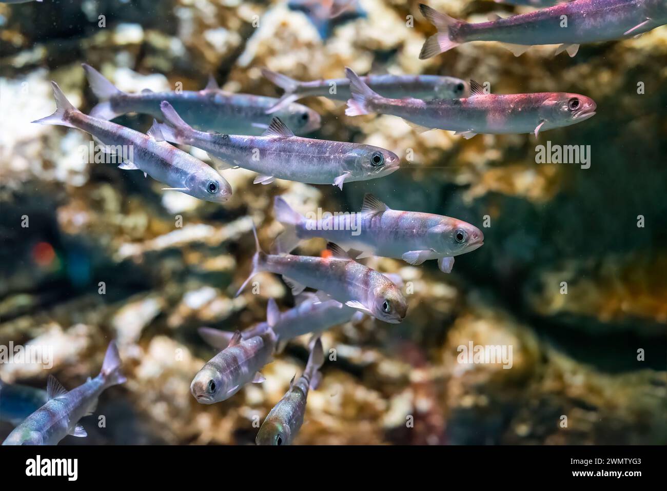 Black kokanee hi-res stock photography and images - Alamy