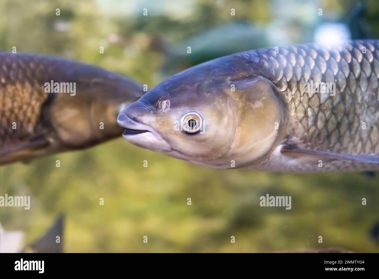 Amur carp hi-res stock photography and images - Alamy