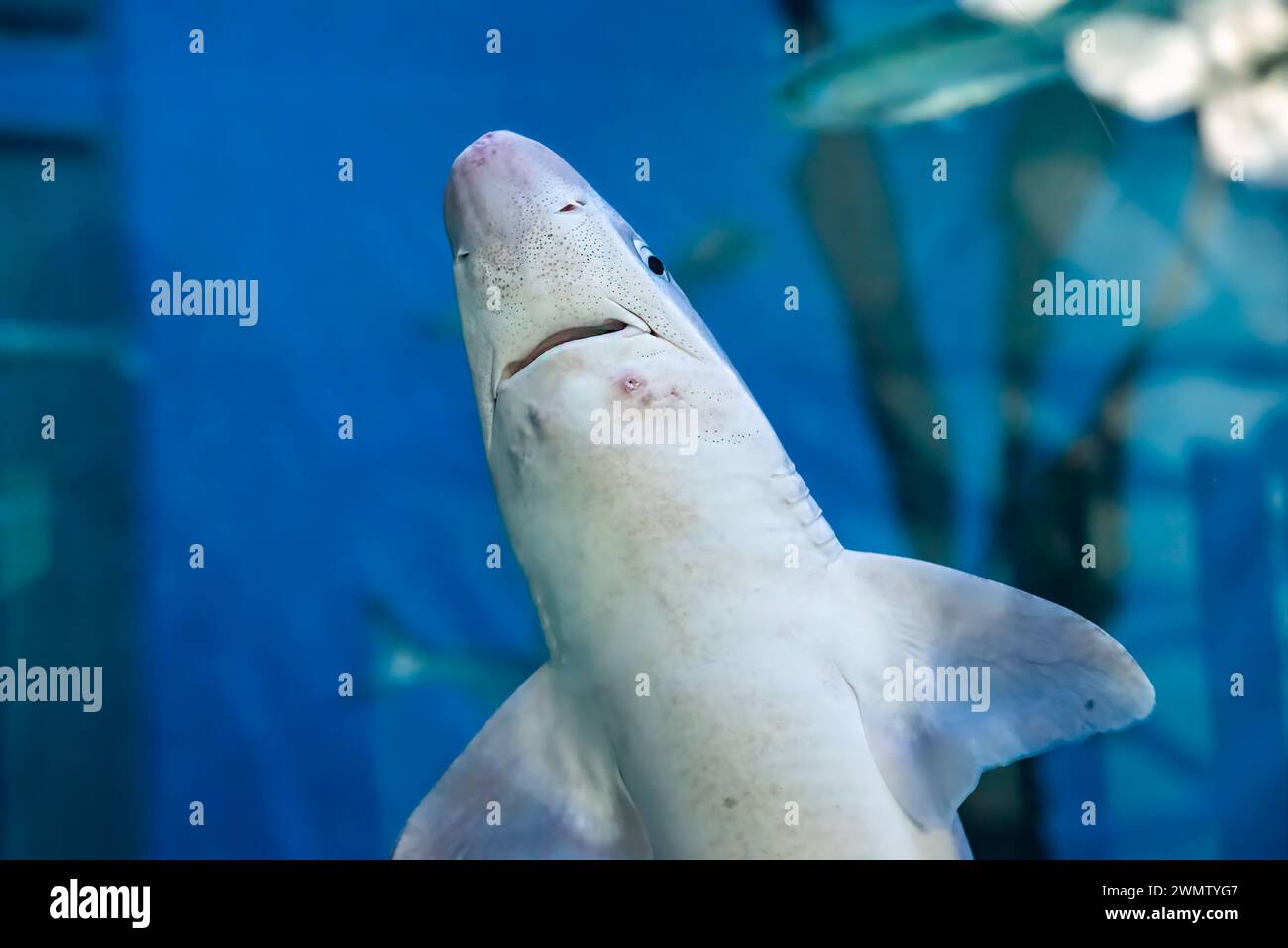 The great white shark (Carcharodon carcharias), also known as the white ...