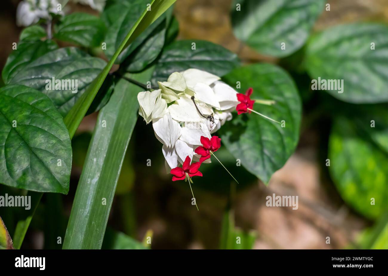 Clerodendrum thomsoniae or bleeding glory-bower growing in Nha Trang ...
