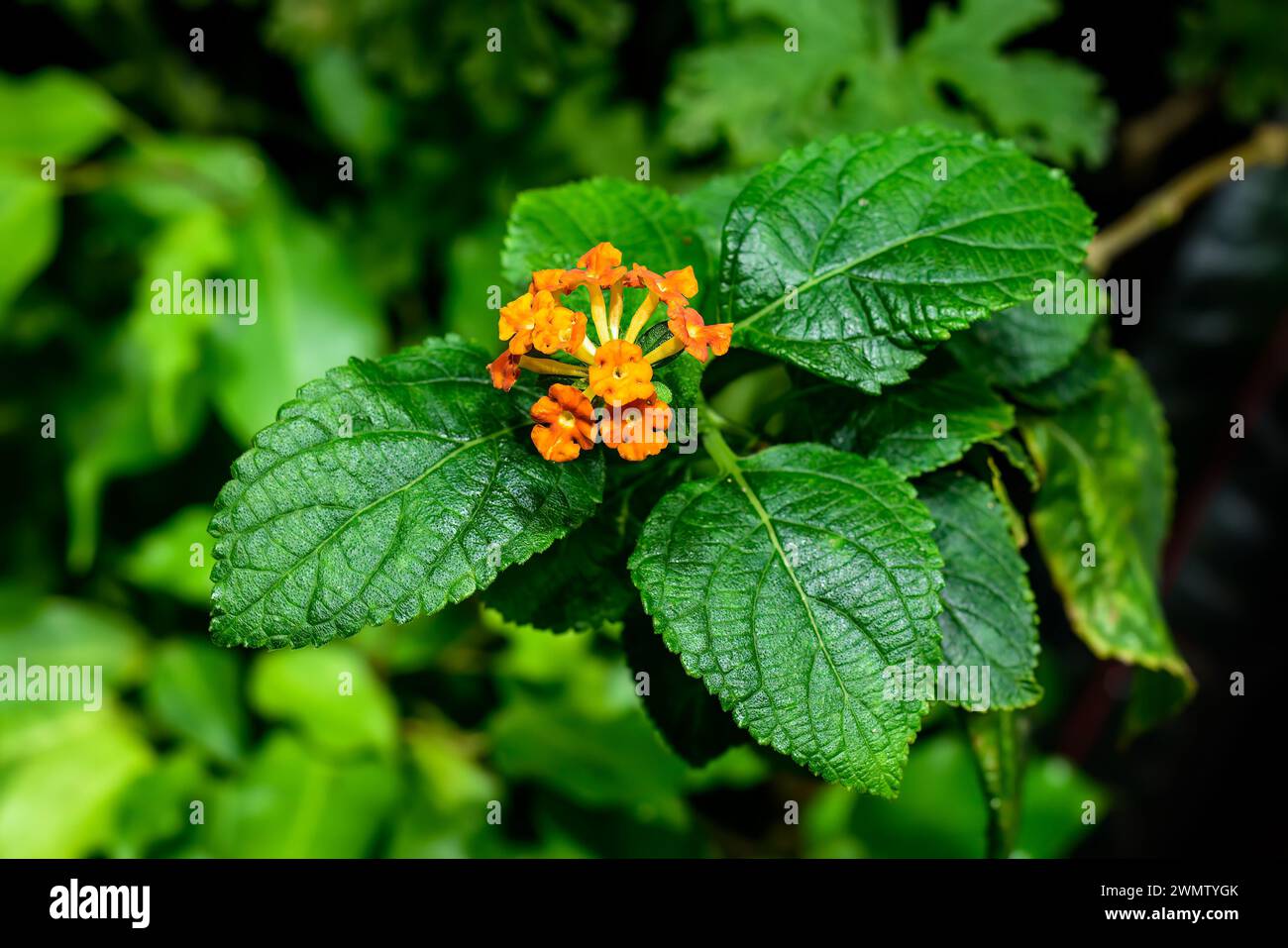 Lantana camara (common lantana) flowers growing in Nha Trang Vietnam ...