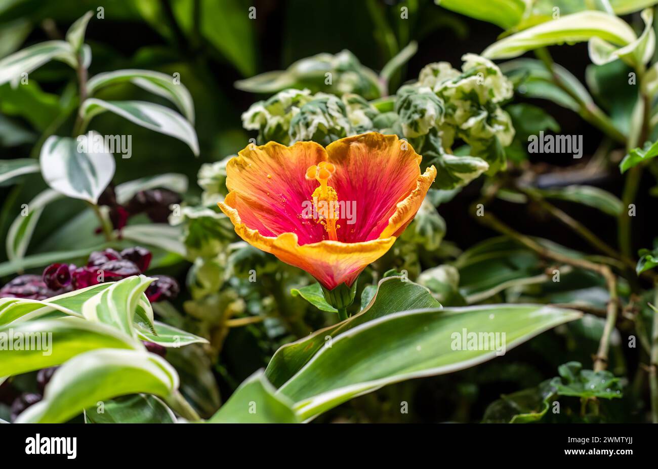 Hibiscus rosa-sinensis, known colloquially as Chinese hibiscus, China ...