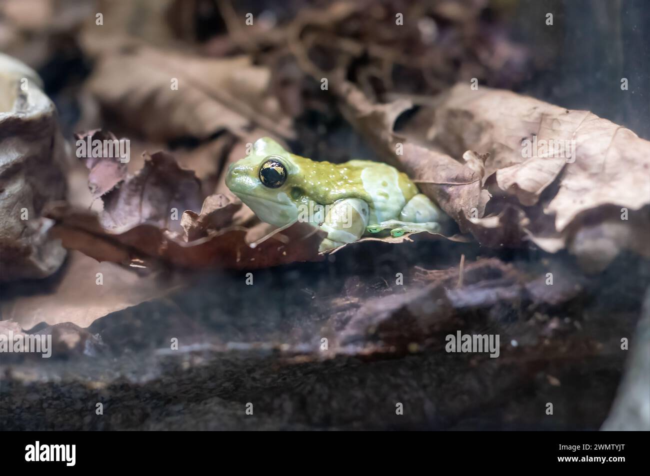 The Mission golden-eyed tree frog or Amazon milk frog (Trachycephalus ...