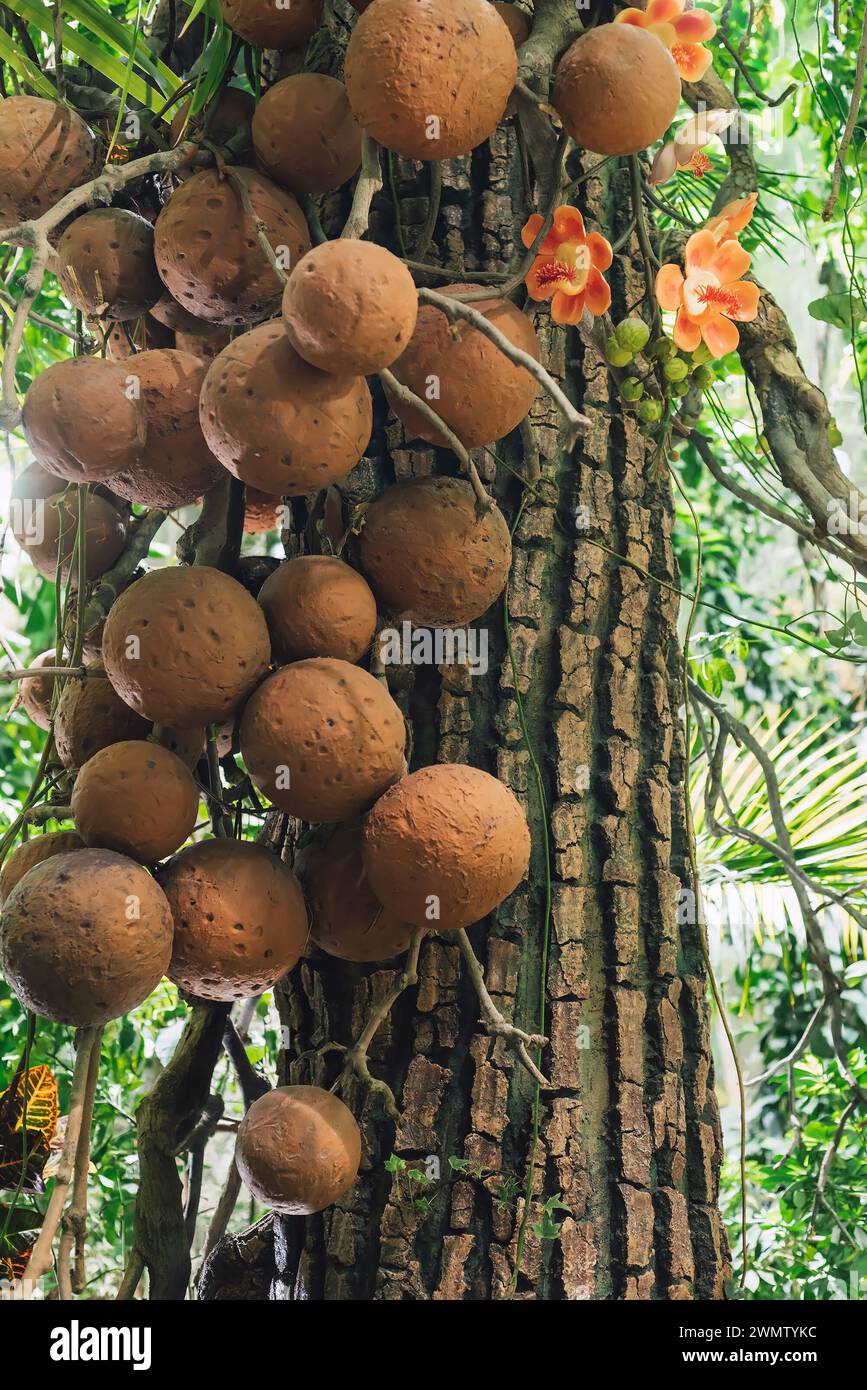 Couroupita guianensis tree known as cannonball tree with flowers close ...