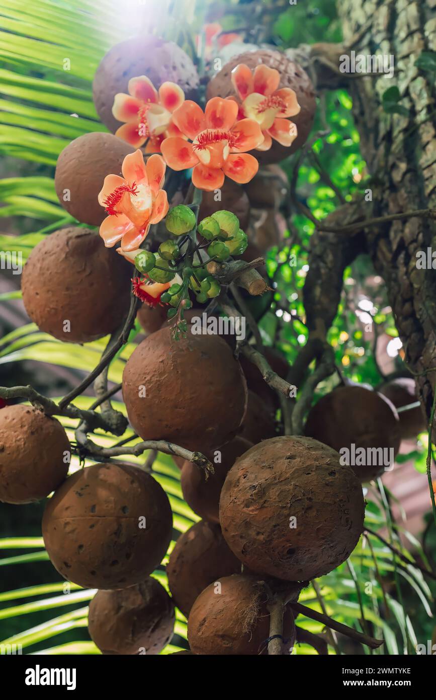 Couroupita guianensis tree known as cannonball tree with flowers close ...