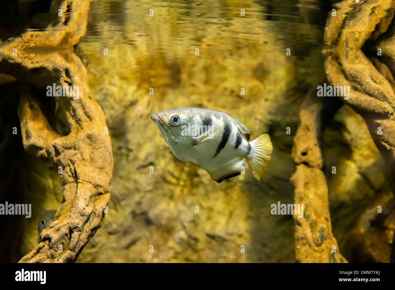 The banded archerfish (Toxotes jaculatrix) or brackish water perciform ...