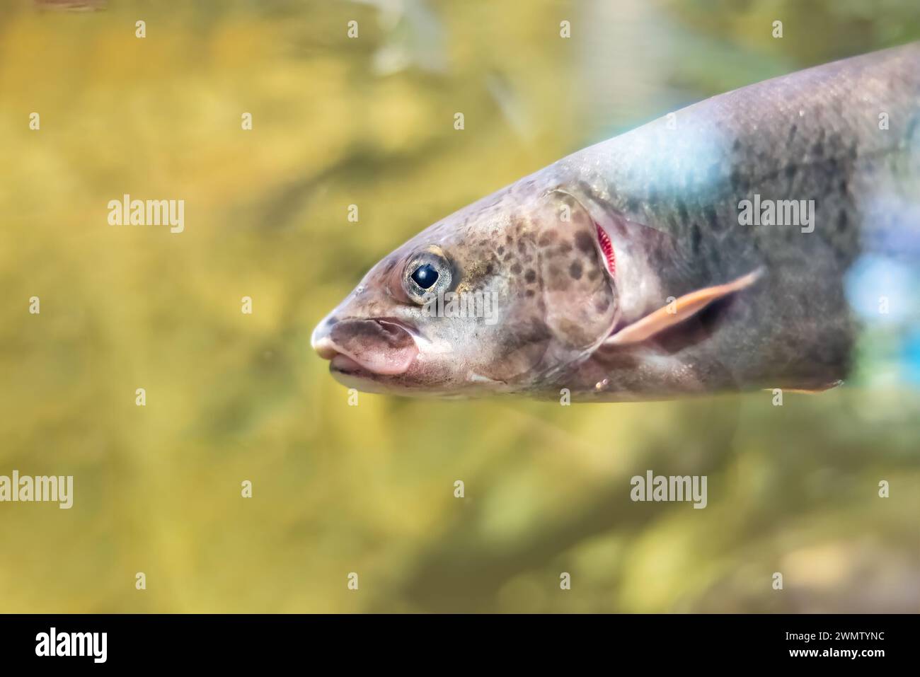 Siberian taimen (Hucho taimen), also known as the common taimen Stock ...