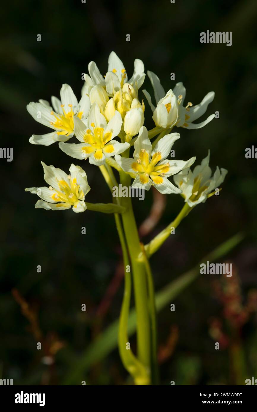 Blooms along the trail hi-res stock photography and images - Alamy