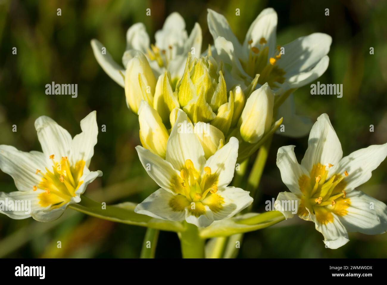Death camas hi-res stock photography and images - Alamy