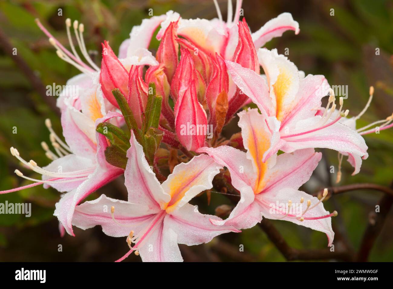 Western azalea (Rhododendron occidentale), Otter Point State Park ...