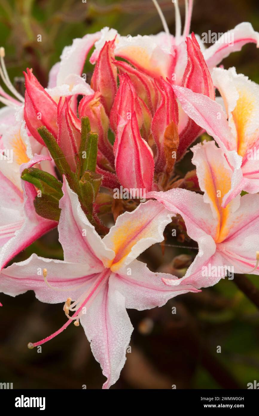 Western azalea (Rhododendron occidentale), Otter Point State Park ...