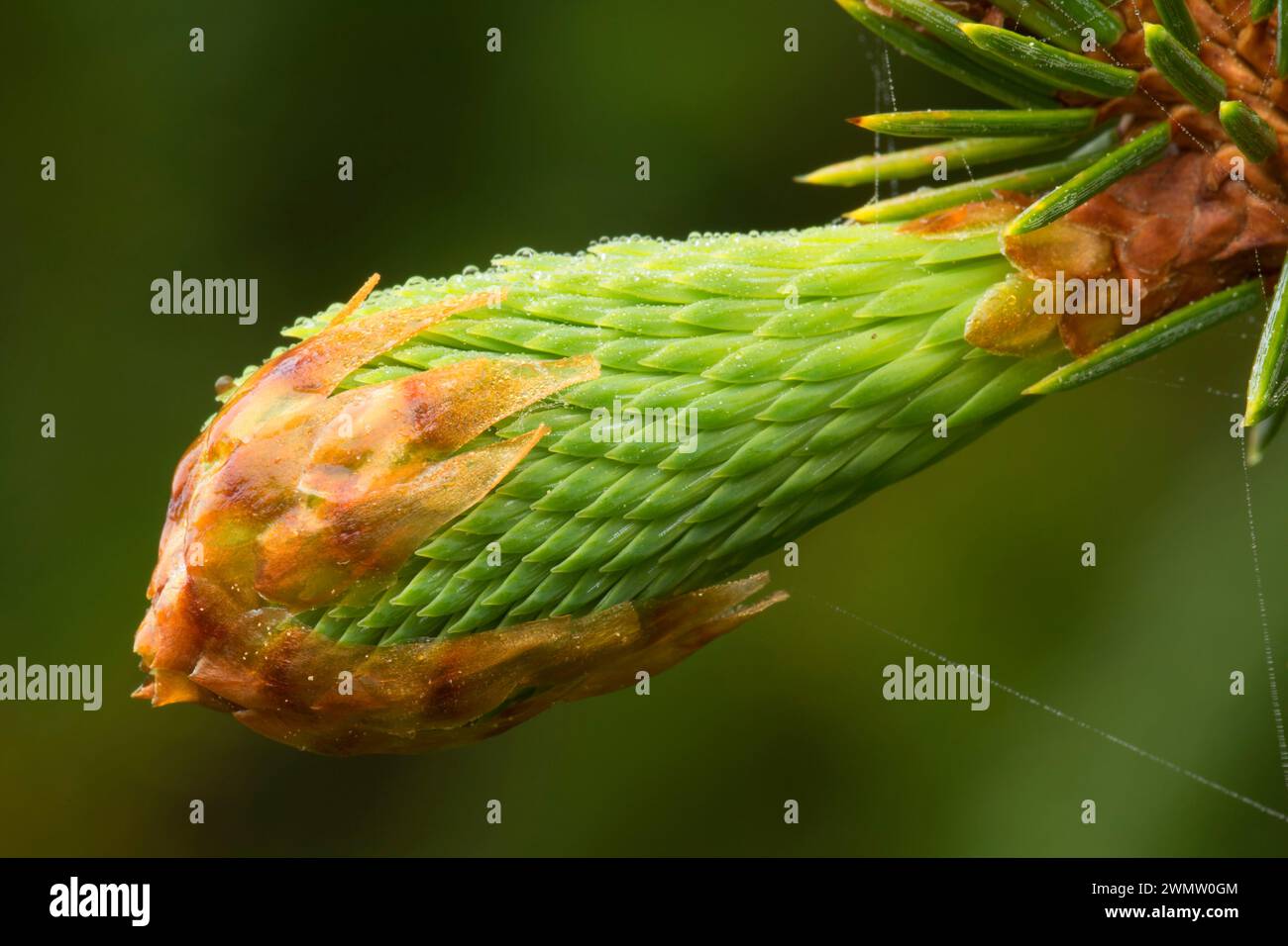 Sitka spruce (Picea sitchensis) needles, Otter Point State Park, Oregon ...