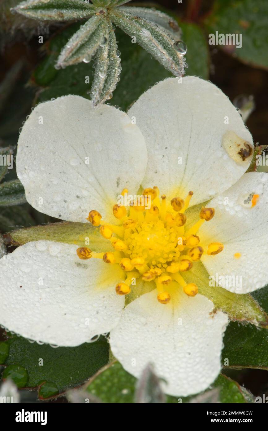 Wild strawberry bloom, Otter Point State Park, Oregon Stock Photo - Alamy