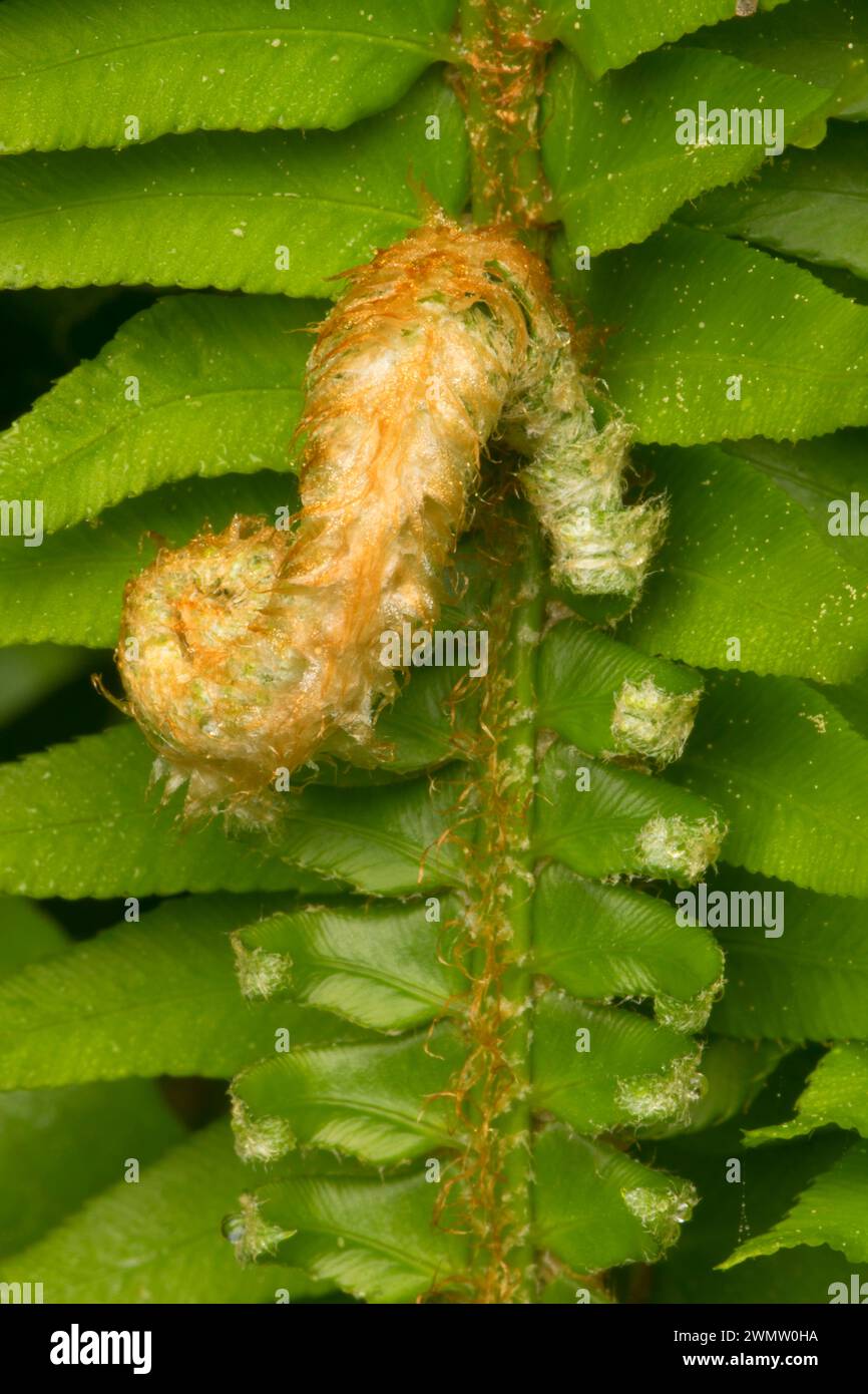 Western sword fern (Polystichum munitum) fiddleneck, Otter Point State ...