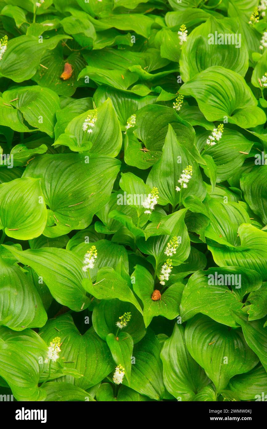 Wild lily of the Valley (Maianthemum canadensis) in bloom, Samuel H ...