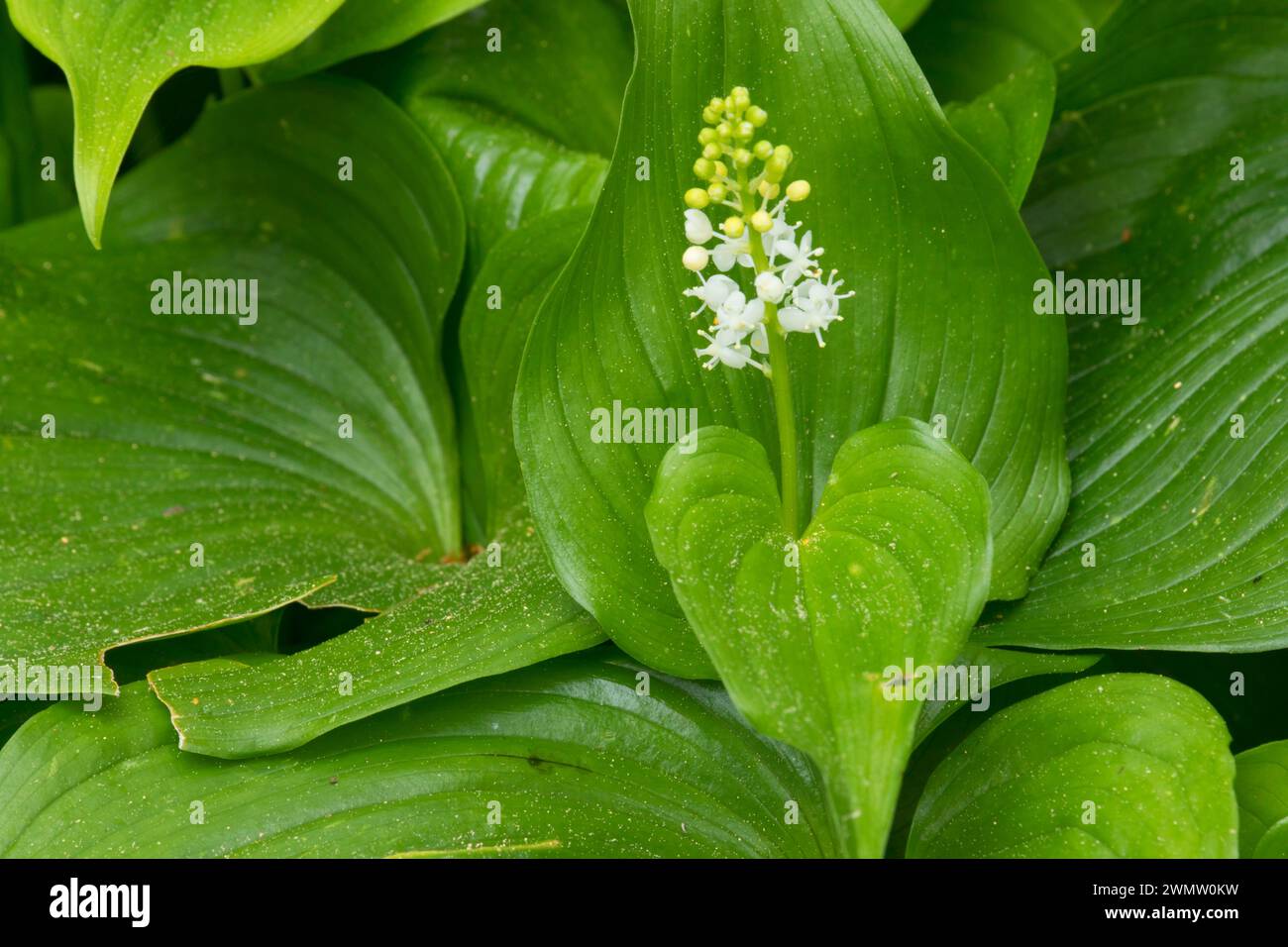 Wild lily of the Valley (Maianthemum canadensis) in bloom, Samuel H ...