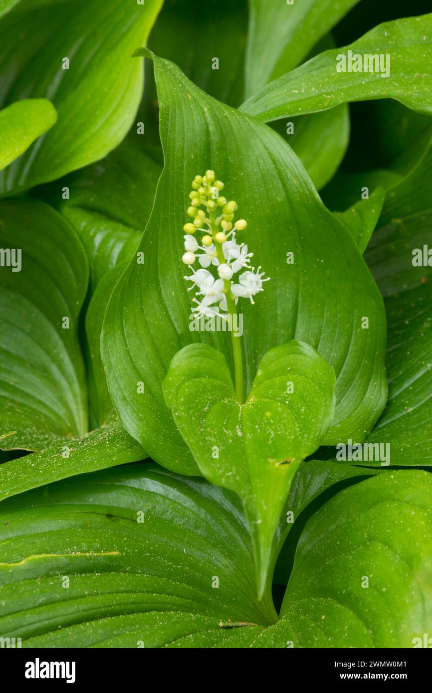 Wild lily of the Valley (Maianthemum canadensis) in bloom, Samuel H ...