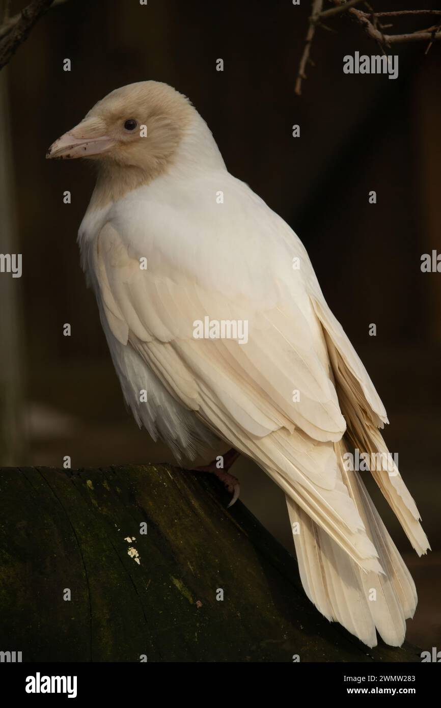 Crow with white plumage hi-res stock photography and images - Alamy