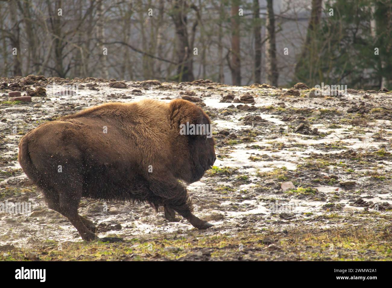 American bison running hi-res stock photography and images - Alamy