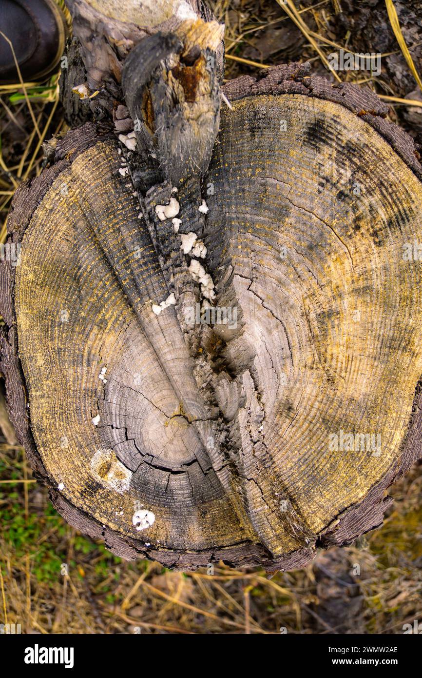 Top view macro photo of stump texture with annual rings, cracks, saw ...