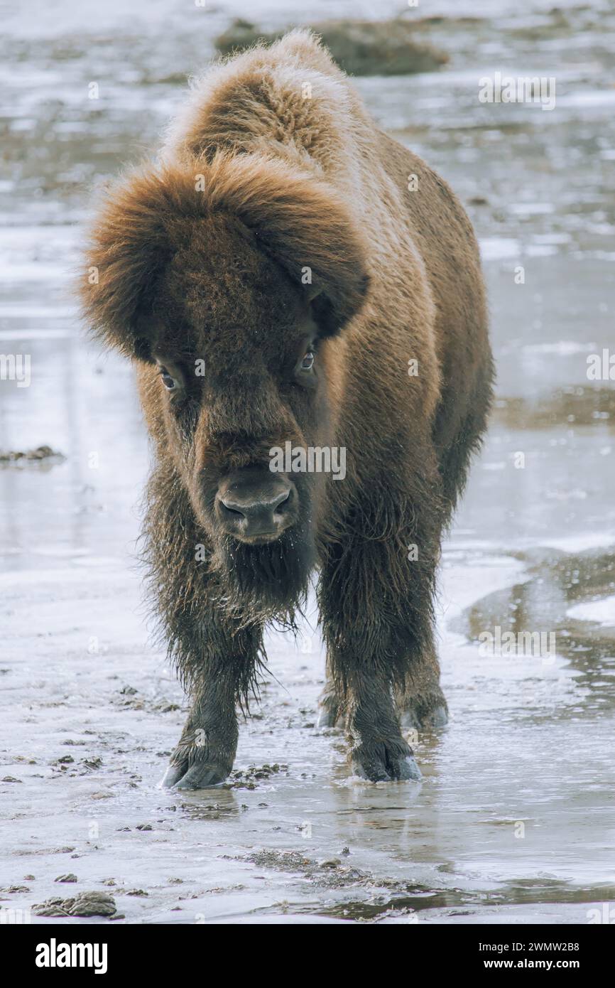 Bisonhead hi-res stock photography and images - Alamy