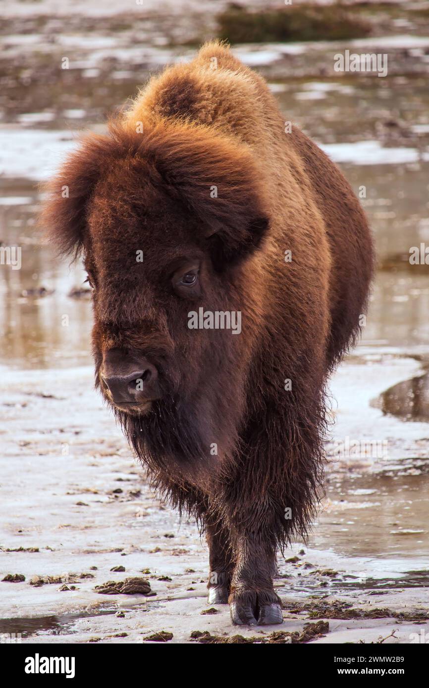 American bison young bull hi-res stock photography and images - Alamy