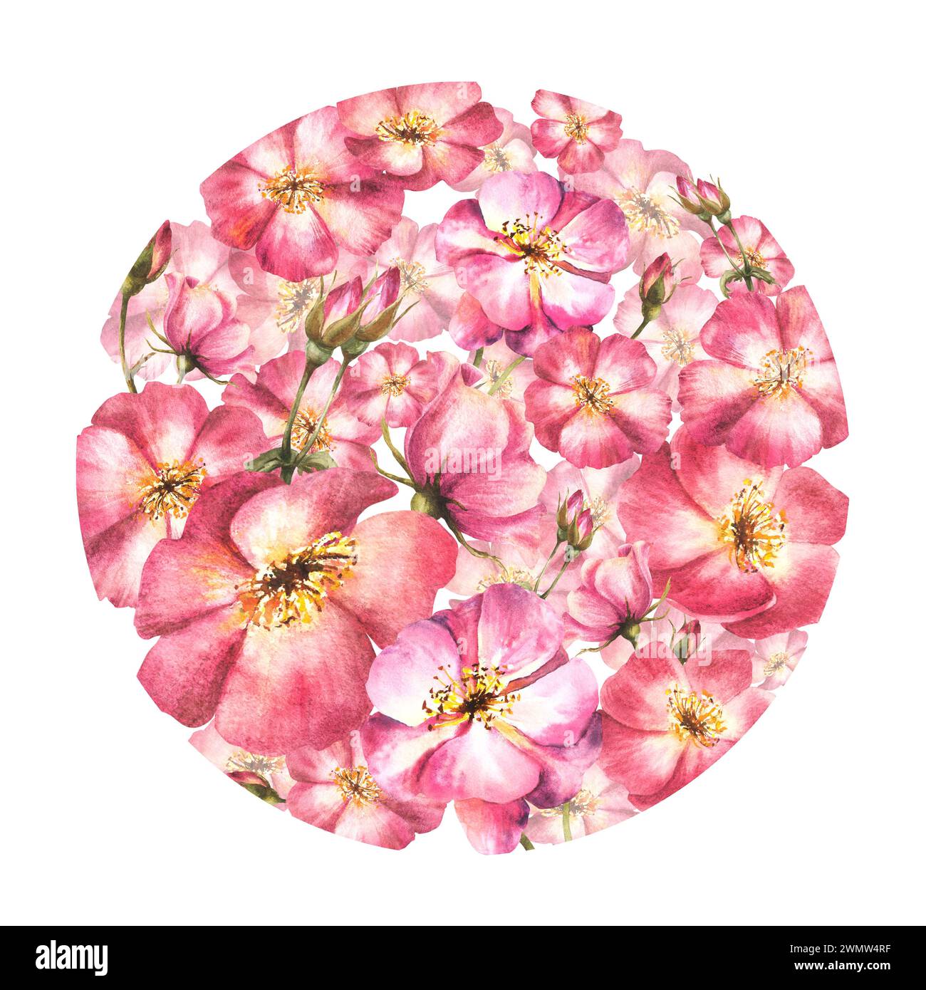 Watercolor wild rose hip branch with buds flower, dog or brier rose in ...