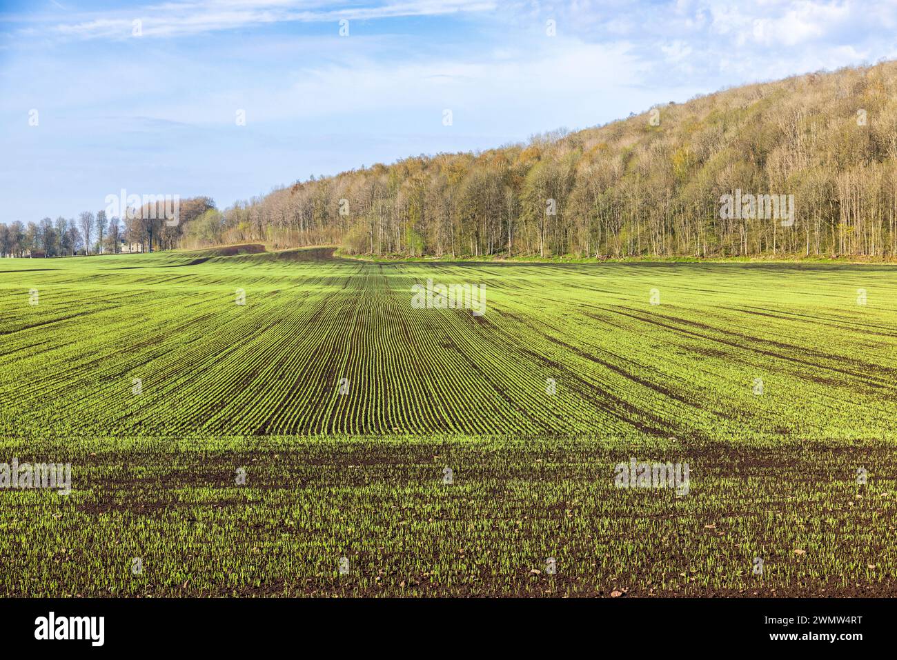 Lush green fields row hi-res stock photography and images - Alamy